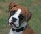 Boxer Temperament: What's a Boxer's Personality Like? - iHeartDogs.com