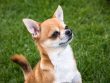 Chihuahua Temperament: What's a Chihuahua's Personality Like ...