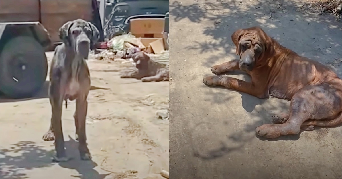 Owner Walked Away Unscathed After Fire, Left His Dogs Alone In Driveway ...