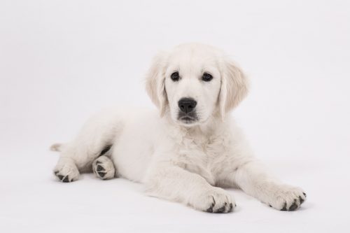Golden Retriever Temperament: What's a Golden Retriever's Personality ...