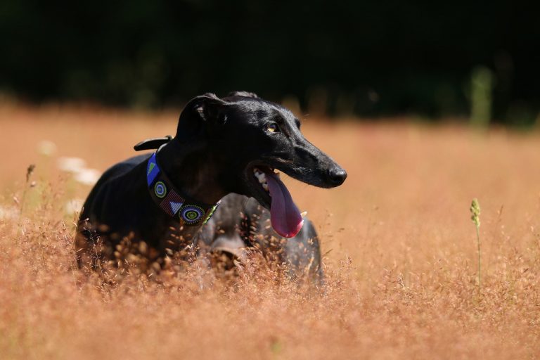 Greyhound Temperament: What's a Greyhound's Personality Like ...