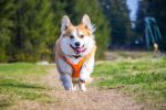 Corgi Temperament: What's a Corgi's Personality Like?