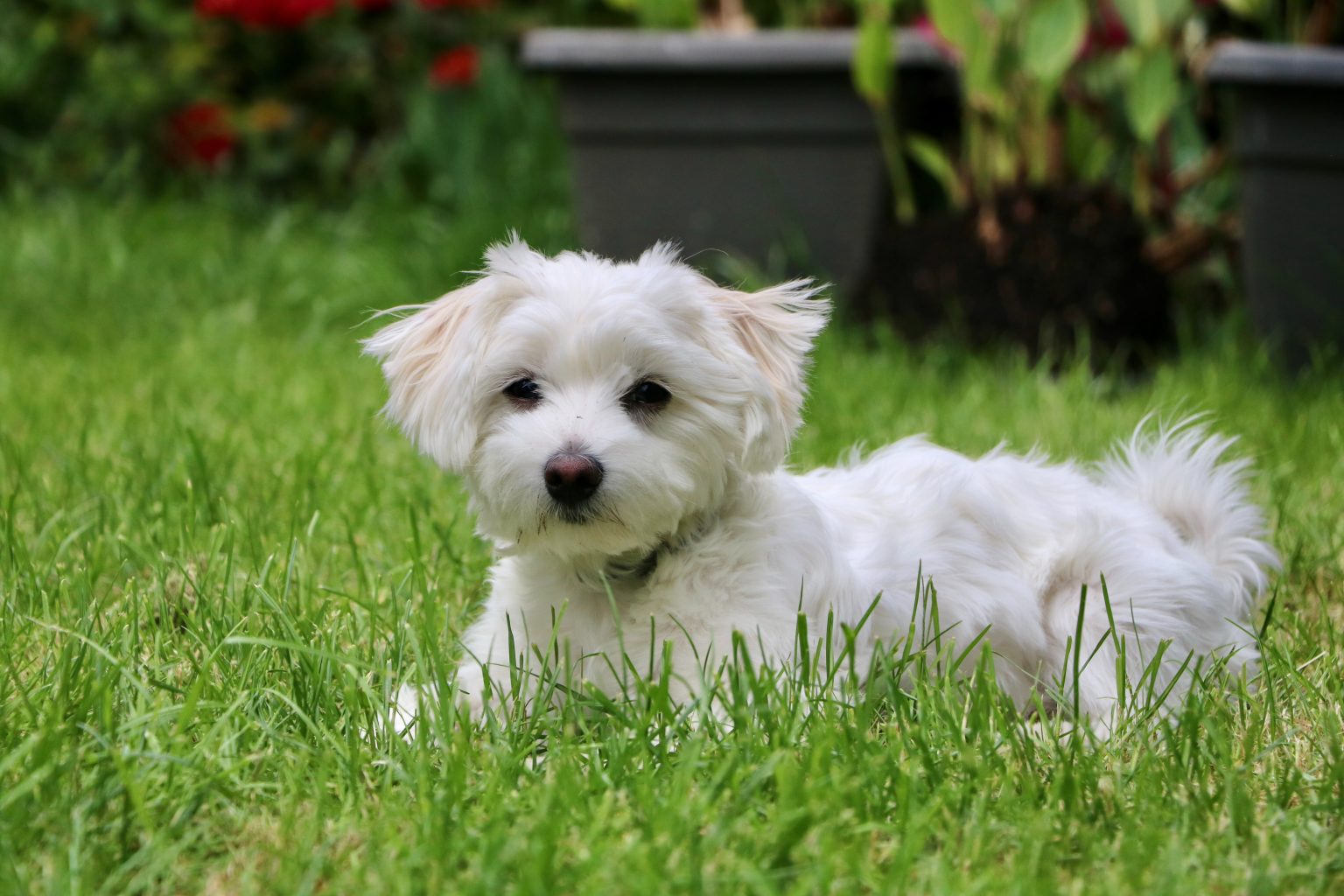 Maltese Temperament: What's a Maltese's Personality Like? - iHeartDogs.com