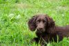 8 Dog Breeds That Start with "Q"