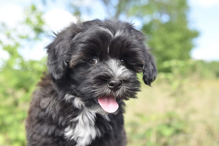 Havanese Temperament: What's a Havanese's Personality Like ...