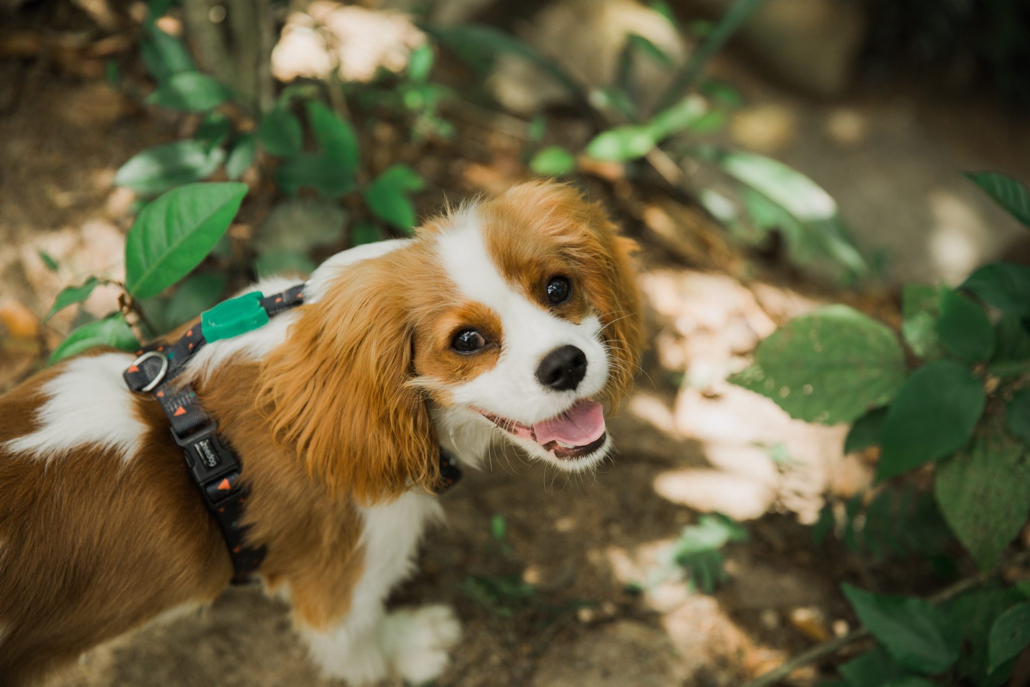 Cavalier Temperament: What's a Cavalier's Personality Like ...