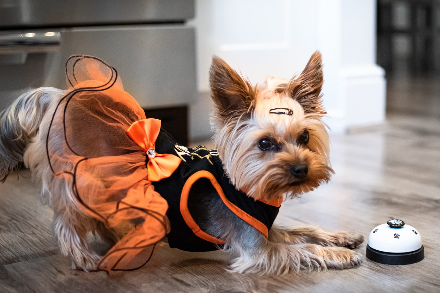 Yorkie Temperament: What's a Yorkie's Personality Like? - iHeartDogs.com