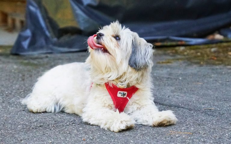 Havanese Temperament: What's a Havanese's Personality Like ...