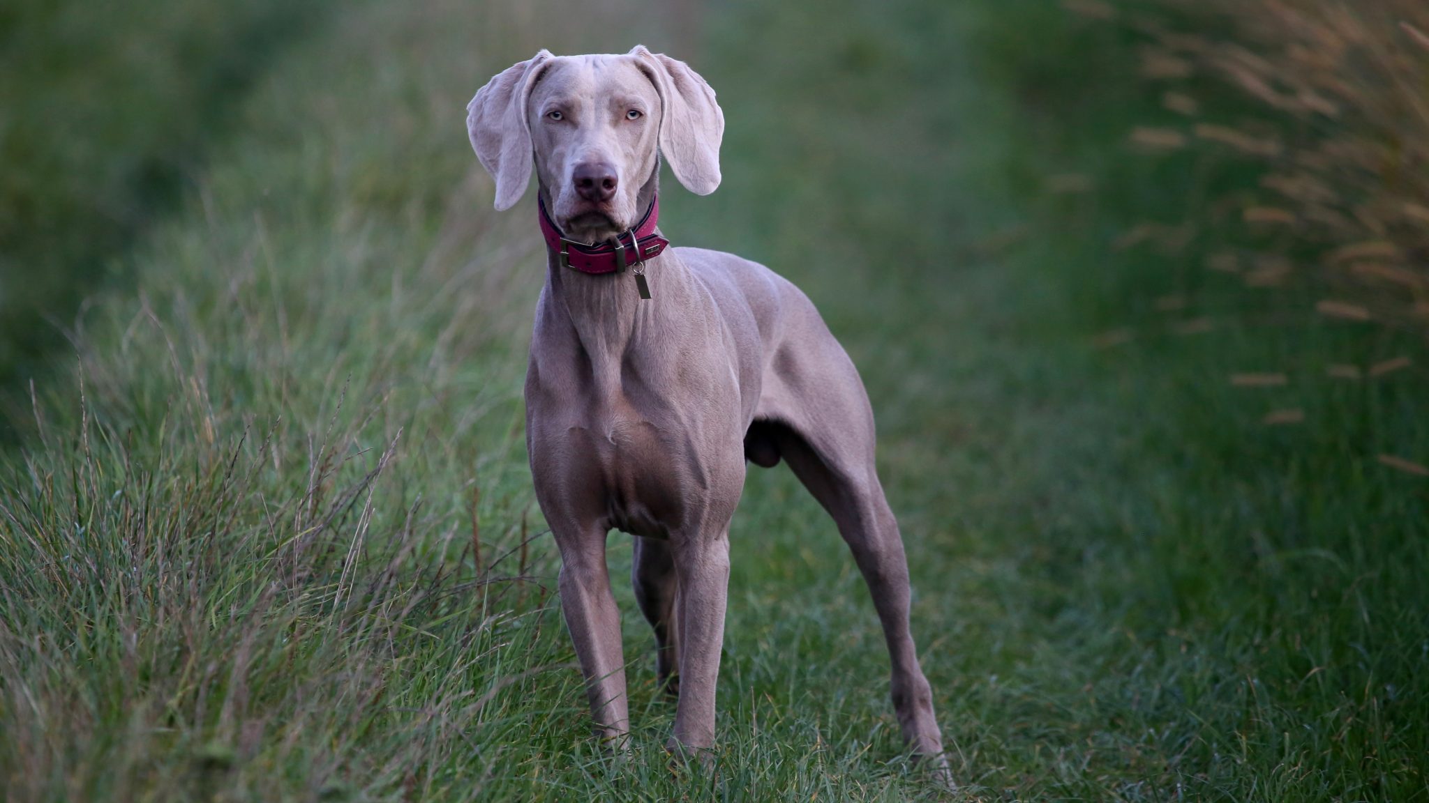 Great Dane Temperament: What's a Great Dane's Personality Like ...