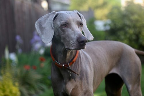 Great Dane Temperament: What's a Great Dane's Personality Like ...