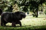 Newfoundland Temperament: What's a Newfoundland's Personality Like ...