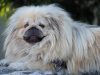 Pekingese Temperament: What's a Pekingese's Personality Like ...