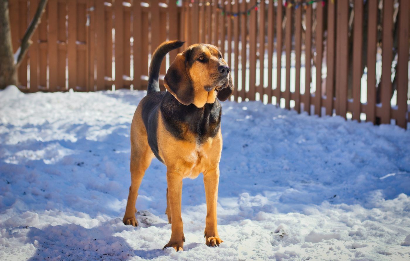 Bloodhound Temperament: What's a Bloodhound's Personality Like ...