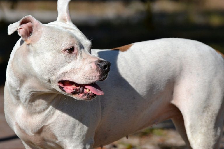 Is a Pit Bull a Good Guard Dog? - iHeartDogs.com