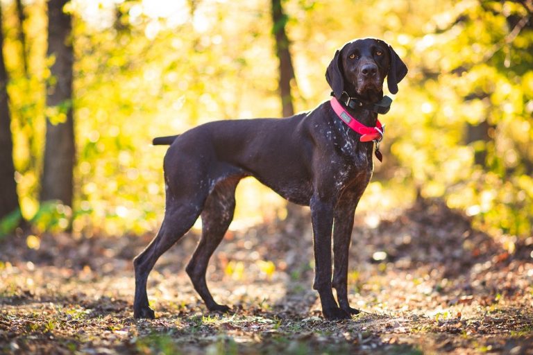 German Shorthaired Pointer Temperament: What's a German Shorthaired ...