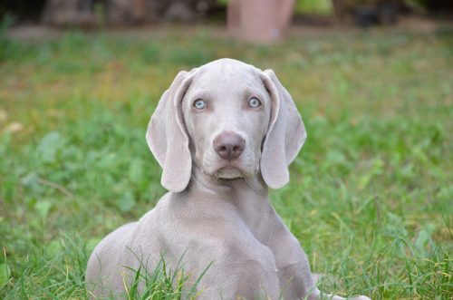 Weimaraner Temperament: What's a Weimaraner's Personality Like ...