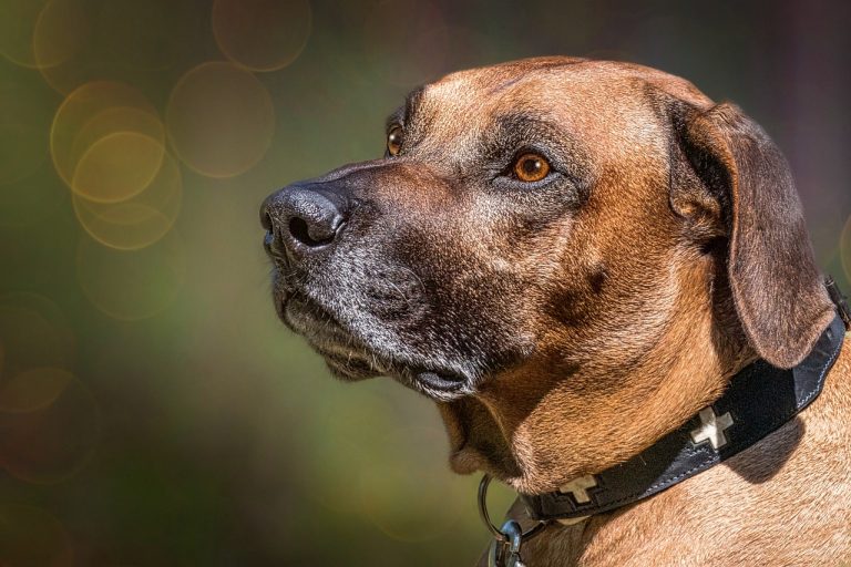 Rhodesian Ridgeback Temperament: What's a Rhodesian Ridgeback's ...