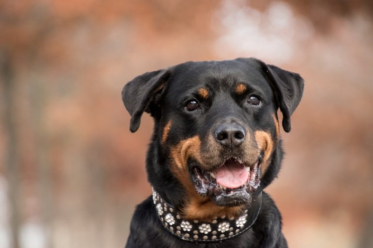 Rottweiler Temperament: What's a Rottweiler's Personality Like ...