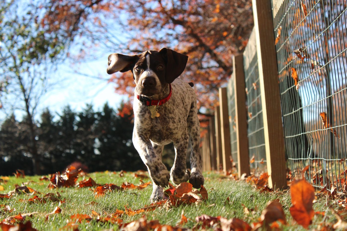 German Shorthaired Pointer Temperament: What's a German Shorthaired ...