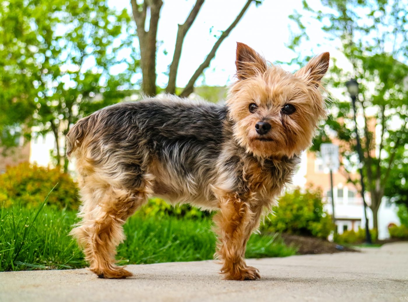 Yorkie Temperament: What's a Yorkie's Personality Like? - iHeartDogs.com