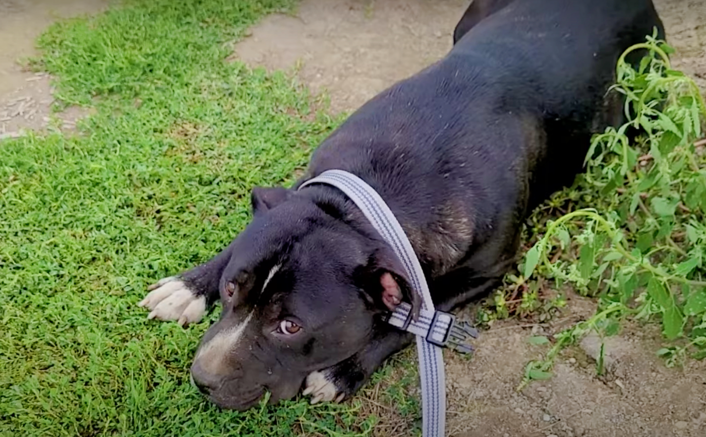 Black Trash Bag In Blueberry Field Is Really A Mangled Dog - iHeartDogs.com