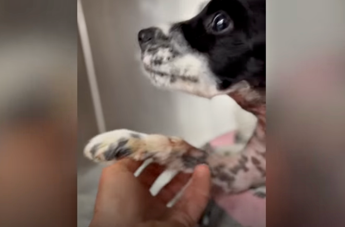 Puppy Pleads To Man's Soul To Get Him Out Of Scary Place & Bring Him Home