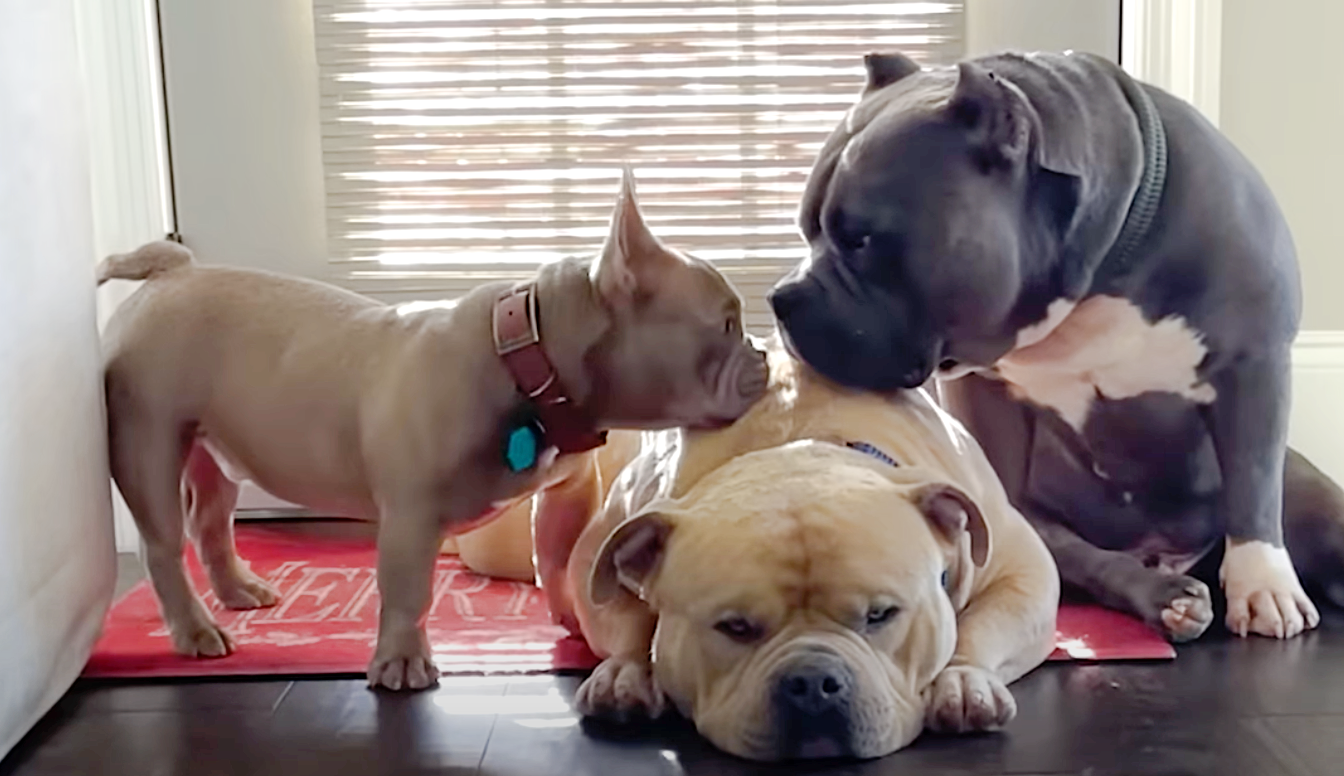 Family Made Disastrous Error When They Bought 'Perfect Dog' From ...