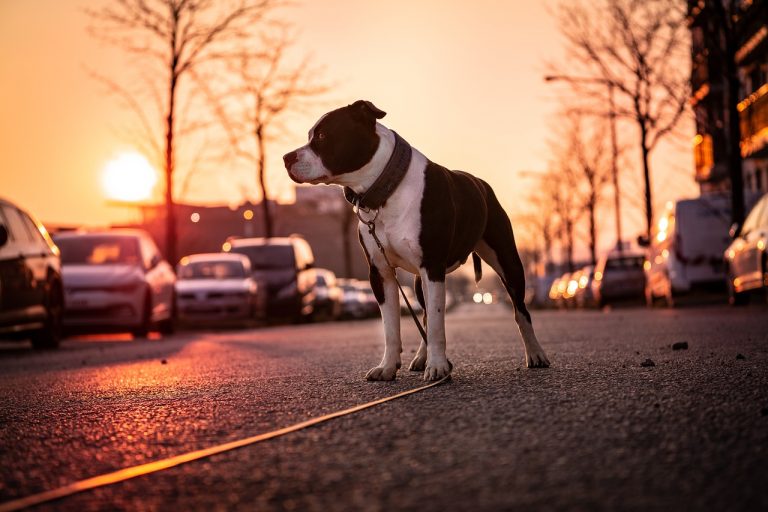 Are American Staffordshire Terriers Aggressive? - iHeartDogs.com