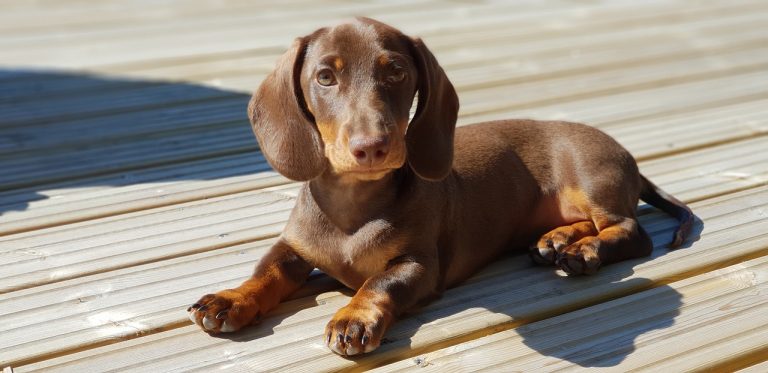 Dachshund Colors 2026: Every AKC Shade, Pattern, and What They Mean ...