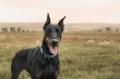What's The Bite Force of a Doberman & Does It Hurt? - iHeartDogs.com