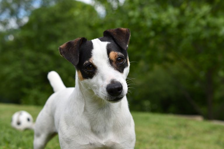 What's The Bite Force of a Jack Russell & Does It Hurt? - iHeartDogs.com