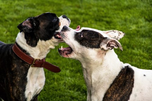 What's The Bite Force of a American Staffordshire Terrier & Does It ...