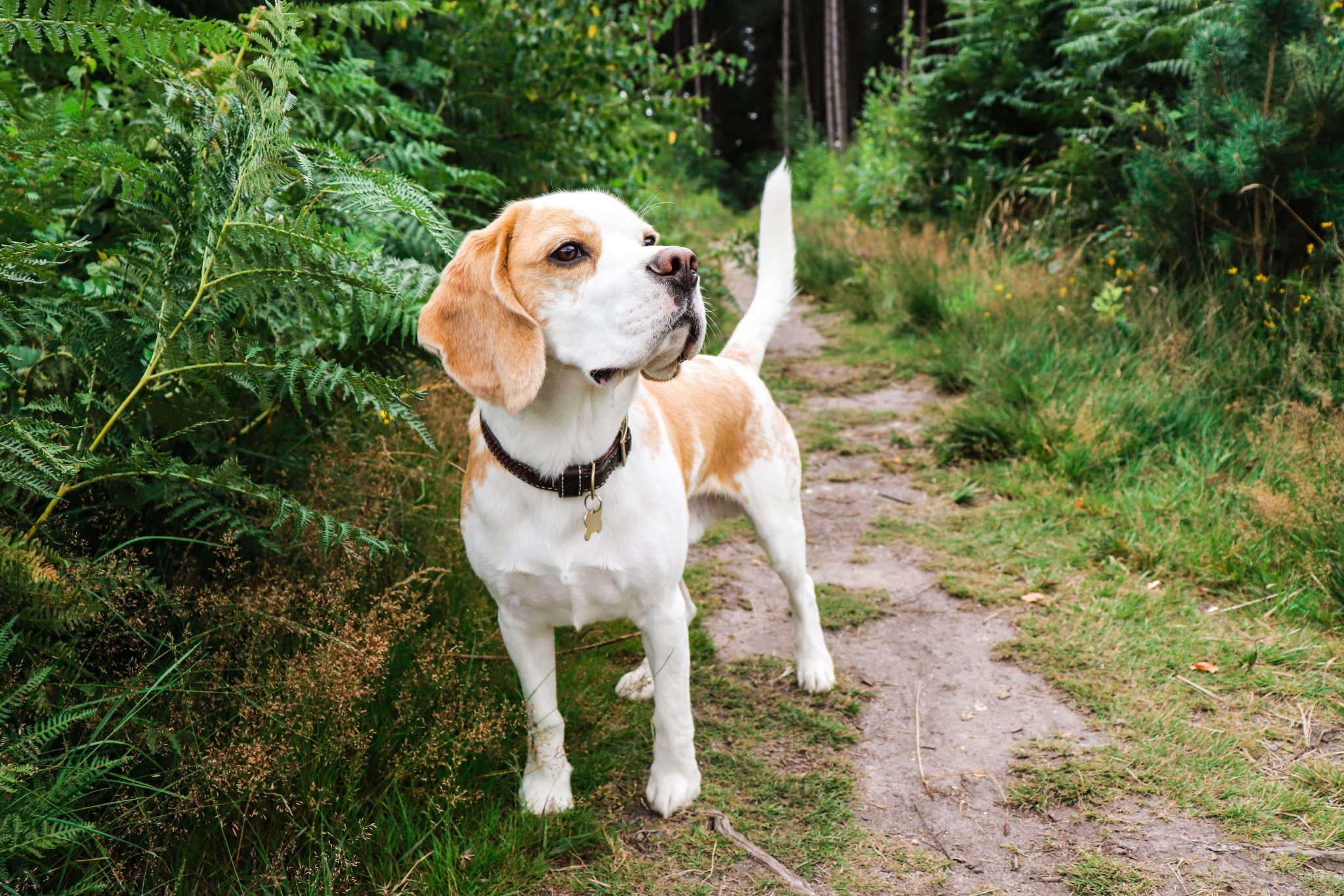 Are Beagles Aggressive? - iHeartDogs.com