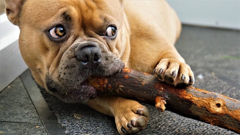 What's The Bite Force of a French Bulldog & Does It Hurt? - iHeartDogs.com