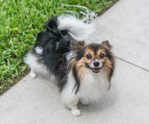 13 Dog Breeds with Unexpectedly Silky Coats - iHeartDogs.com