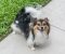 13 Dog Breeds with Unexpectedly Silky Coats - iHeartDogs.com