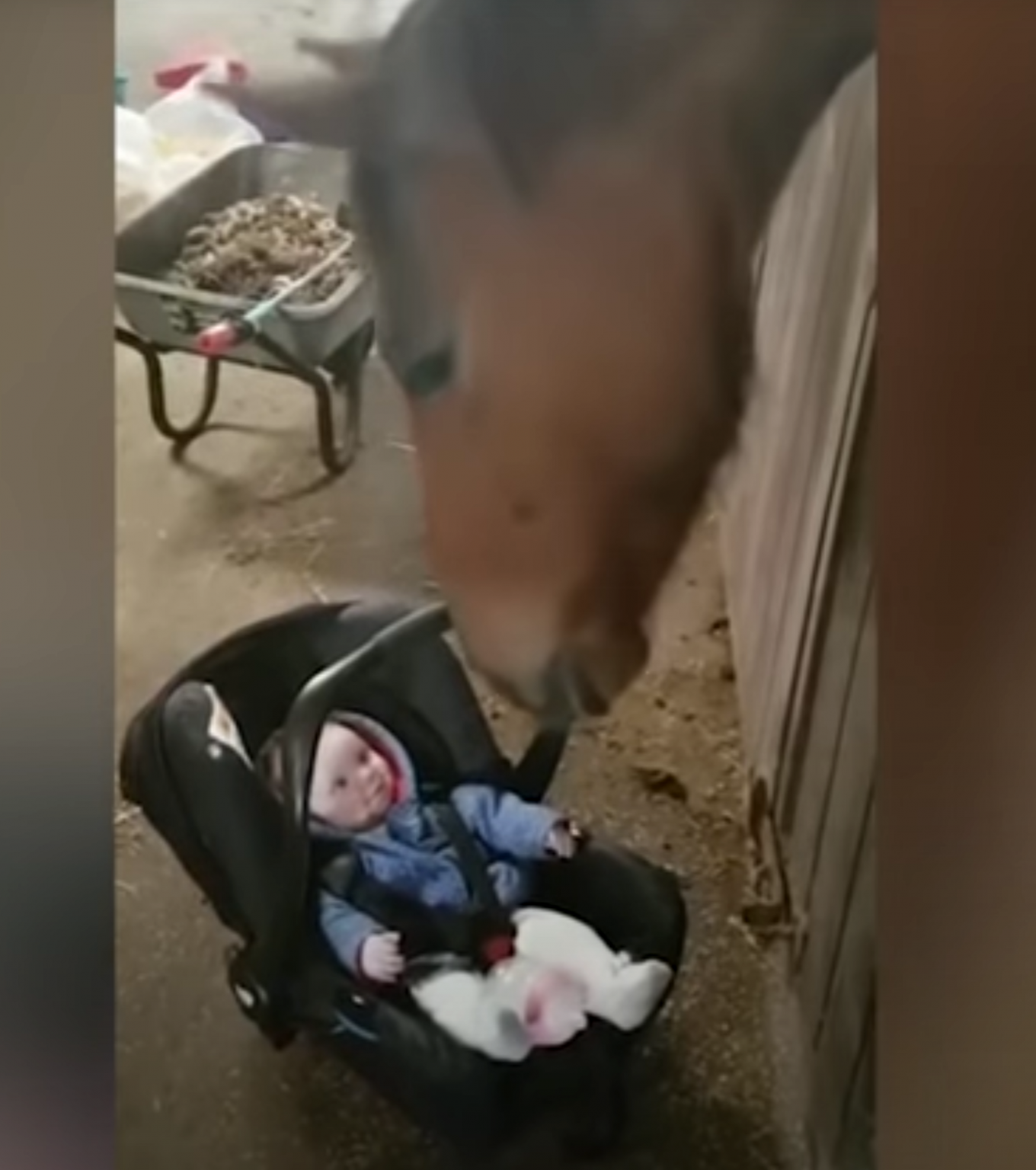 Horse’s fatherly instincts kick in to help take care of fussy baby ...