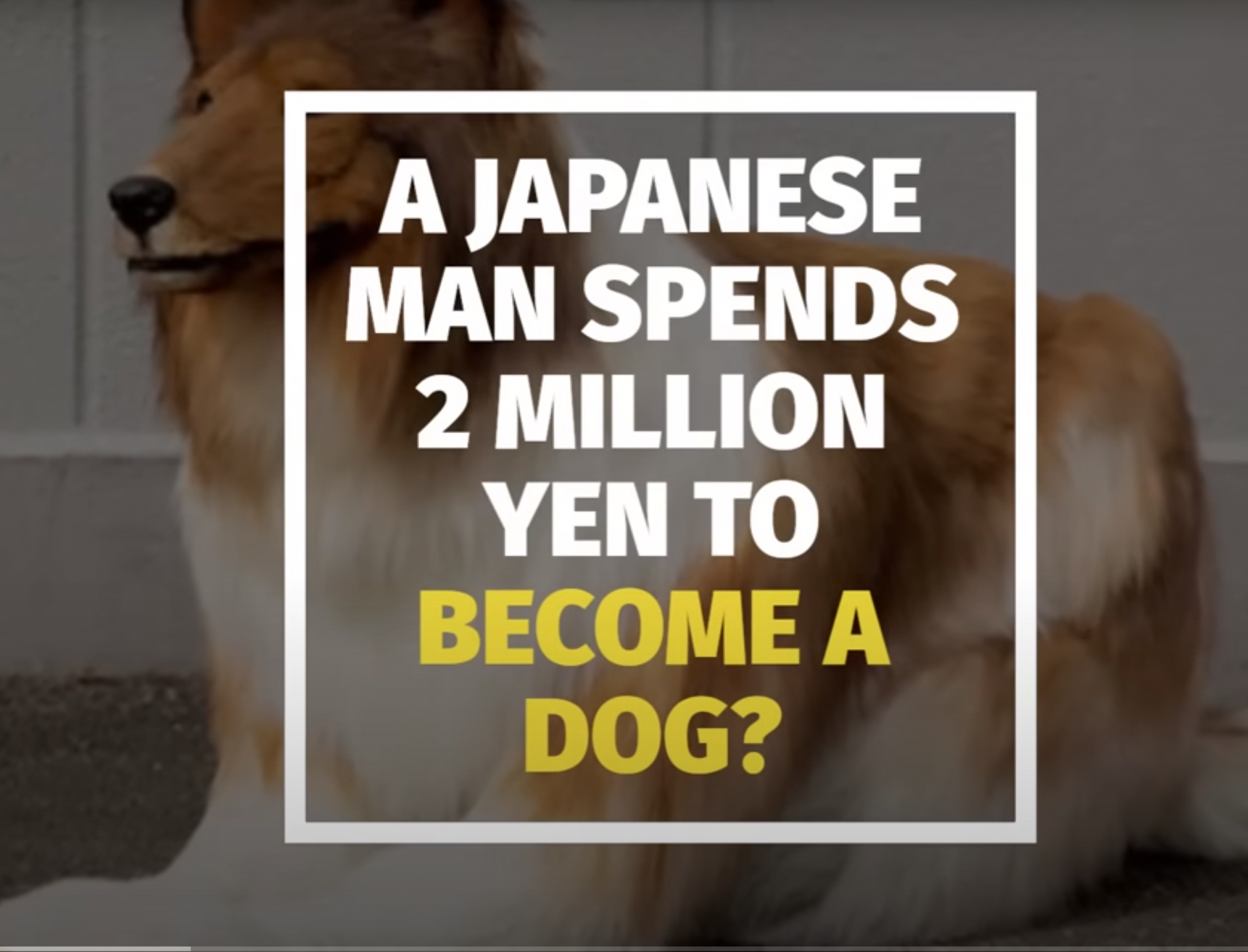 Man Spent $14K To Transform Into A Collie Steps Out For 'First-Ever ...
