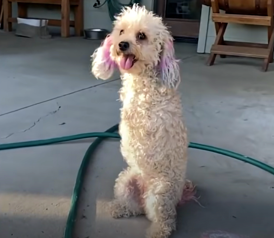 Poodle Needed Her Legs Amputated, But They Doubted She Could Handle It ...