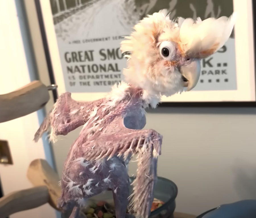 Featherless Bird Finds Her Groove, 'Dances To The Beat Of Her Own Drum ...