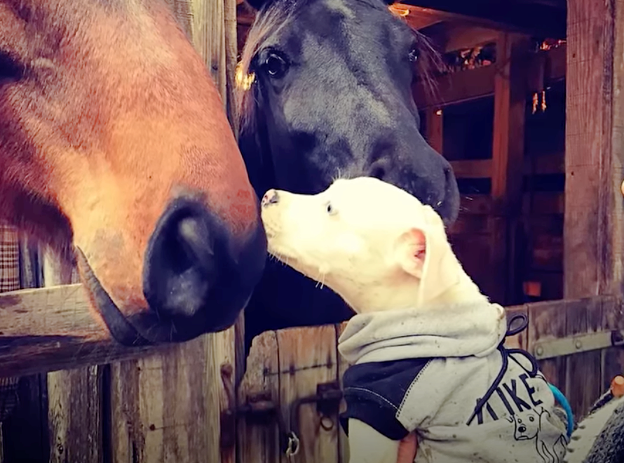 Tri-Paw Pup 'Grows Up Strong' In Home Full Of Animals With Special ...