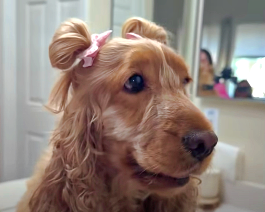 Woman Gives Dog With 'Luscious Locks' A New Hairstyle Everyday ...