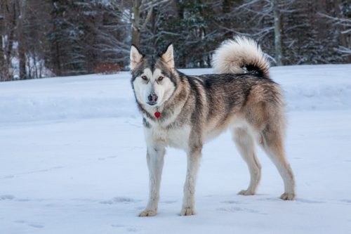 15 Dog Breeds with the Most Impressive Physical Strength - iHeartDogs.com