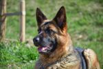 15 Most Trainable Dog Breeds - iHeartDogs.com