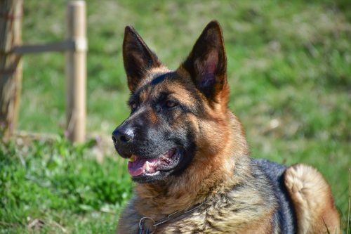 15 Most Trainable Dog Breeds - iHeartDogs.com