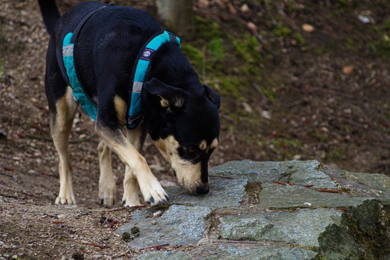 15 Dog Breeds with the Most Impressive Jumping Abilities - iHeartDogs.com