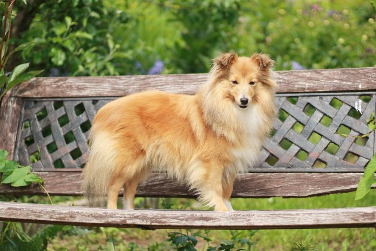 How Much Does a Sheltie Bark? - iHeartDogs.com