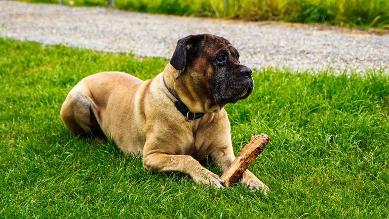 The Top 15 Most Muscular Dog Breeds - iHeartDogs.com
