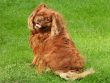Ideal Diet for Cavaliers - The Ultimate Cavalier Feeding Guide ...