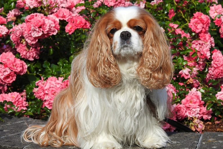 10 Dog Breeds with the Most Unique Facial Expressions - iHeartDogs.com